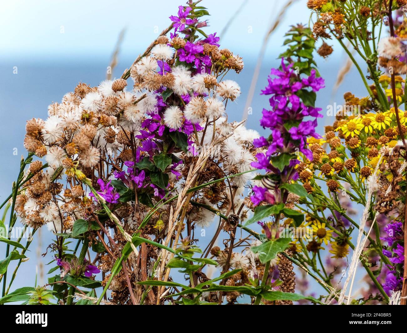 colorful heather and wild flowers in irish landscape Stock Photo - Alamy