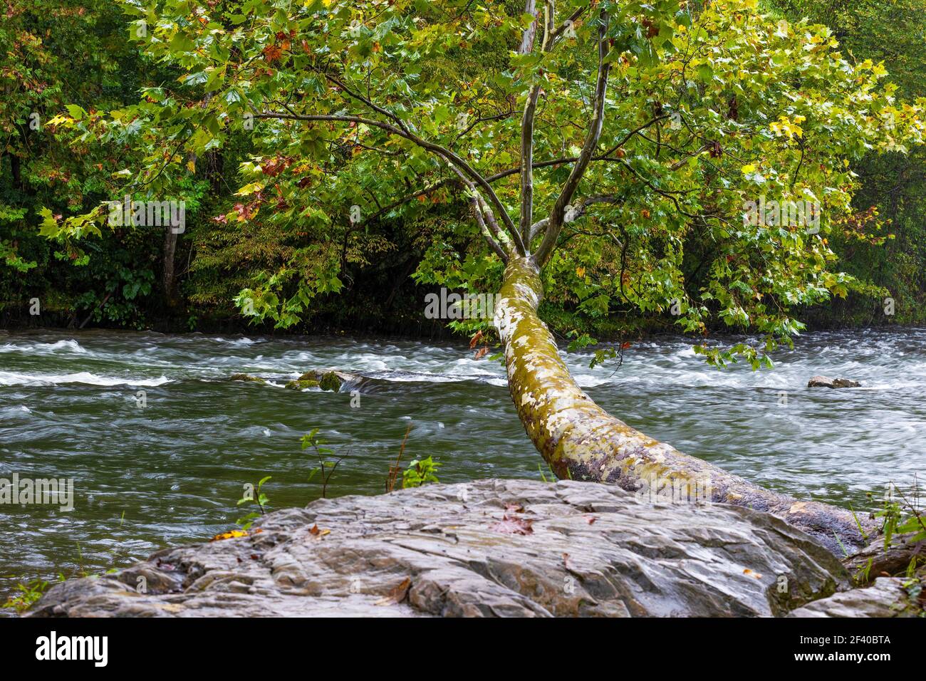 A tree seemingly grows horizontal from a rocky riverbank out over the ...