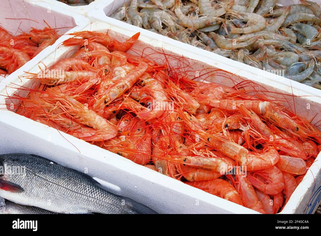 Fresh shrimp and sea bass in containers. Fish market Stock Photo - Alamy