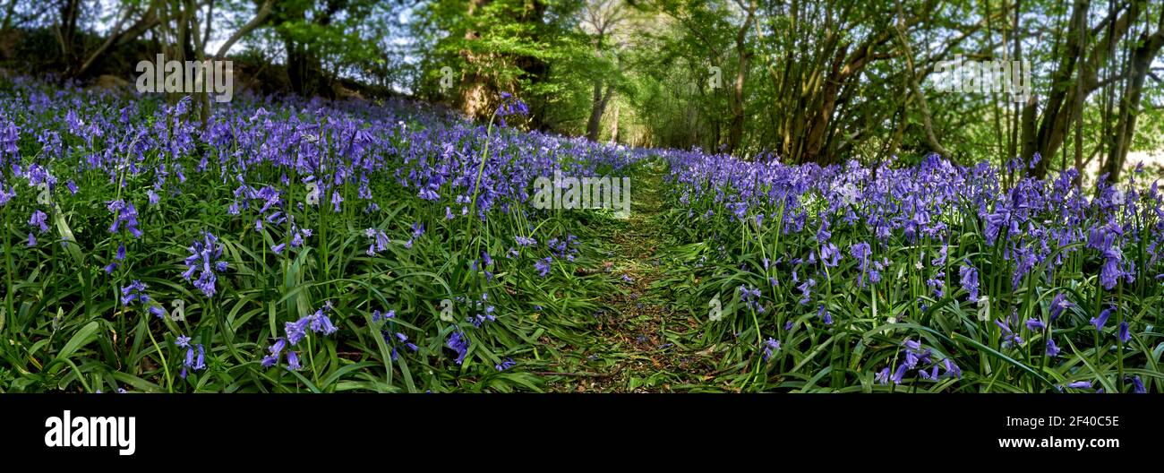 Chiltern forest hi-res stock photography and images - Alamy