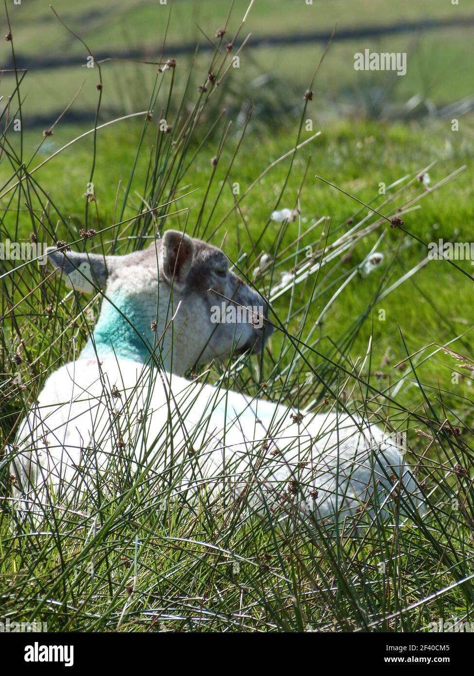 sheep resting in green grass in ireland Stock Photo - Alamy