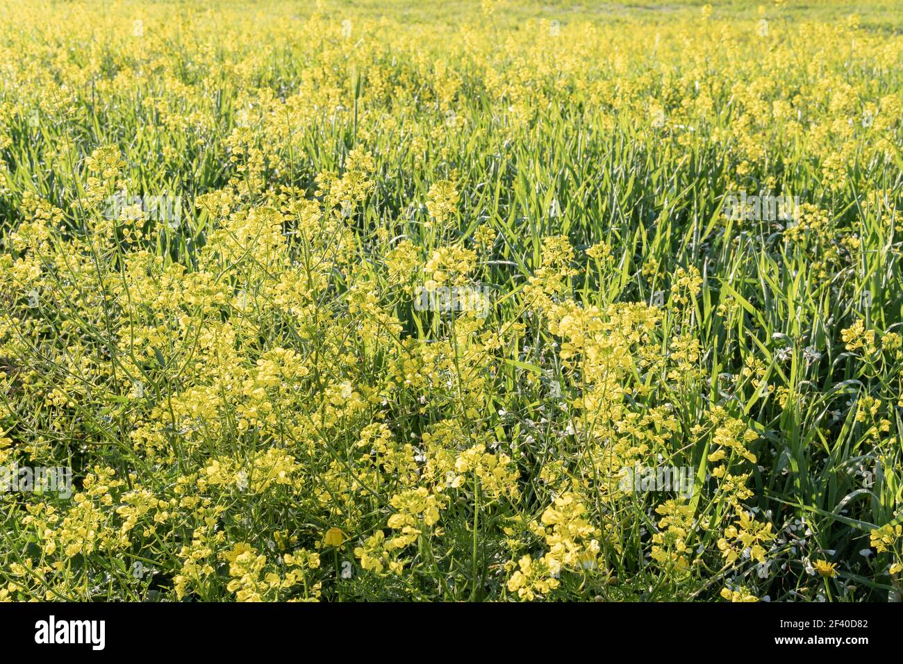Field of yellow wild flowers called Wild Mustards (Sinapis arvensis ...