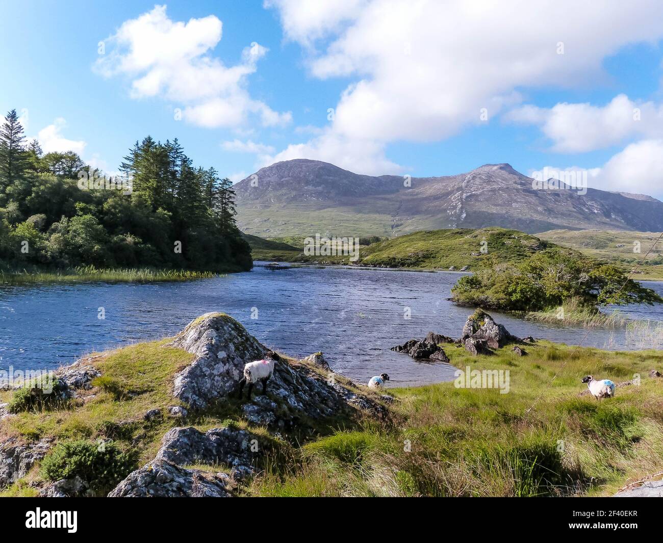 sunny irish landscape with green fields, lake and sheeps Stock Photo ...