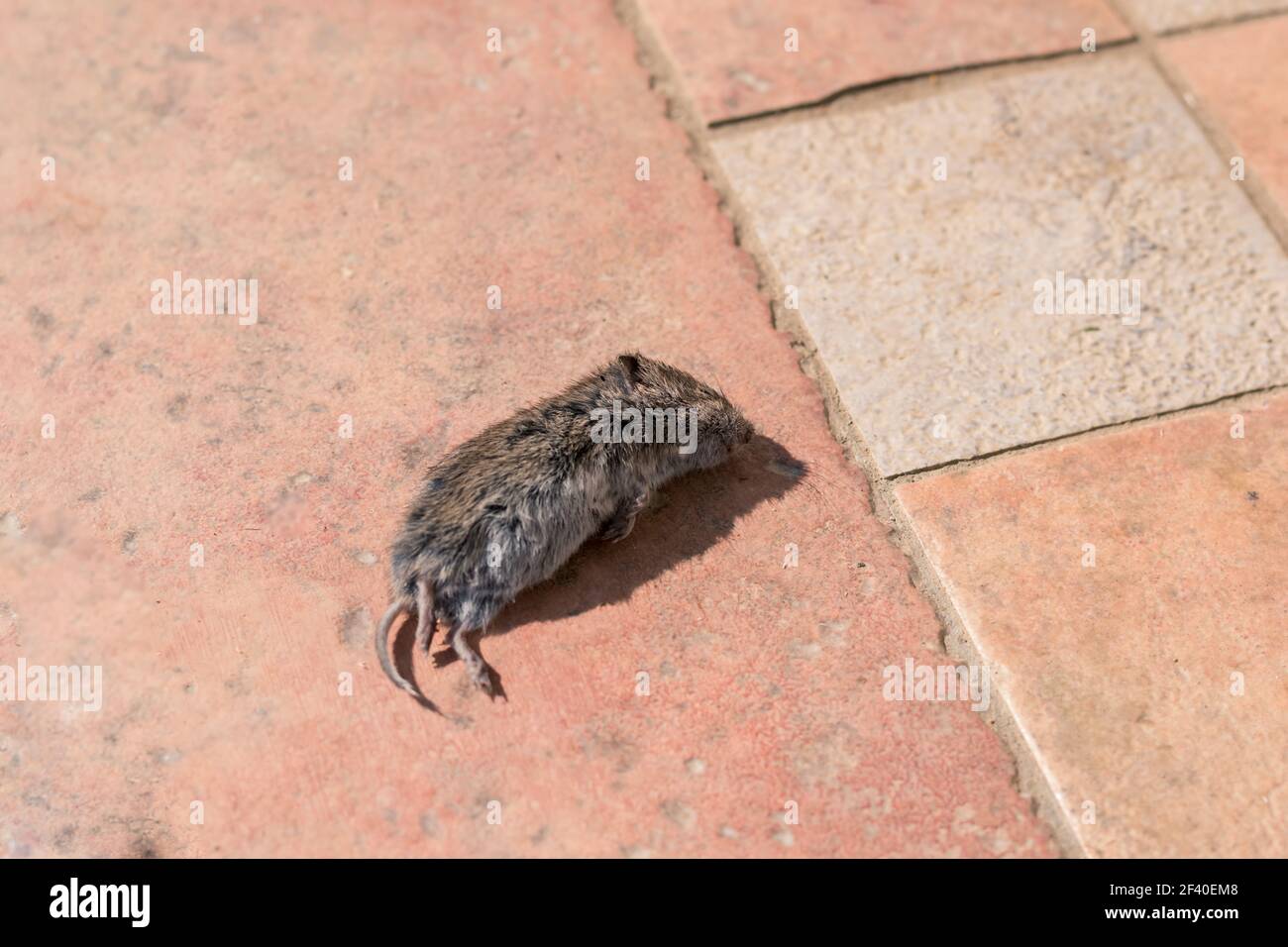 mouse rat killed by the cat lying dead Stock Photo - Alamy
