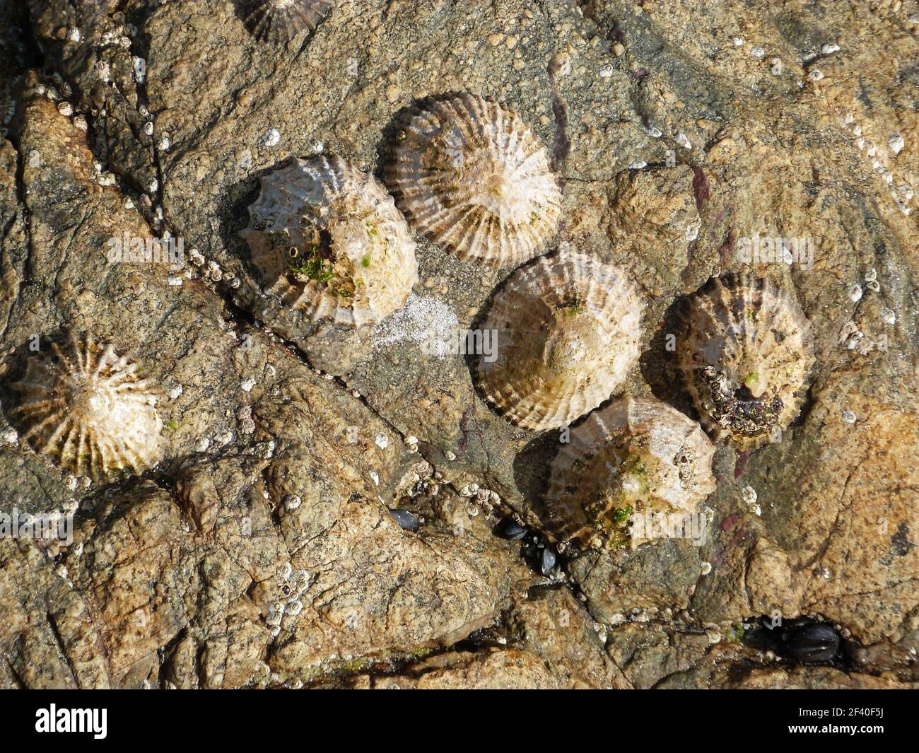 shells in water on stone ground close up Stock Photo - Alamy