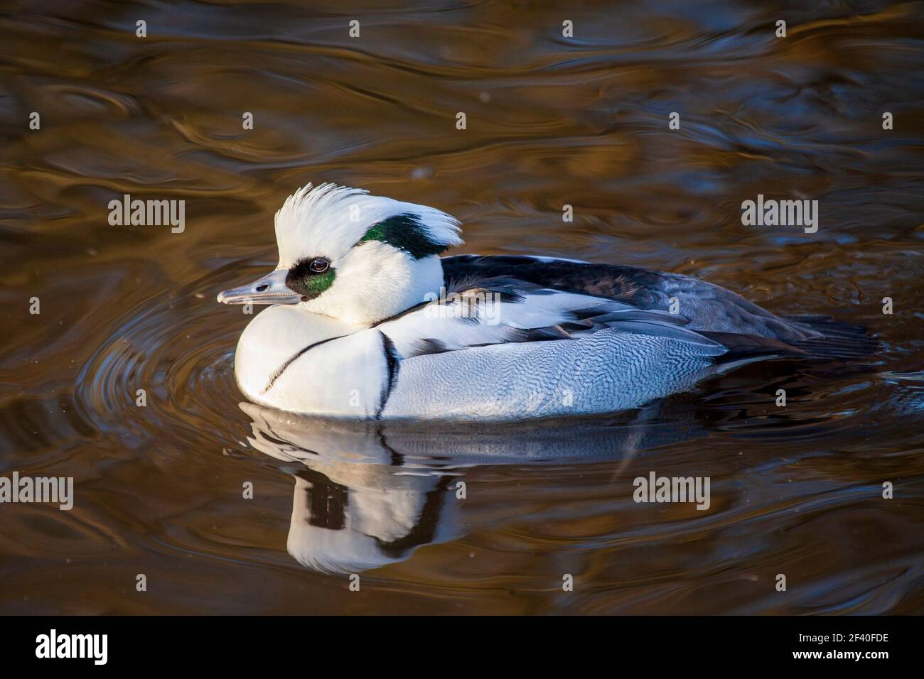 Smew duck hi-res stock photography and images - Alamy