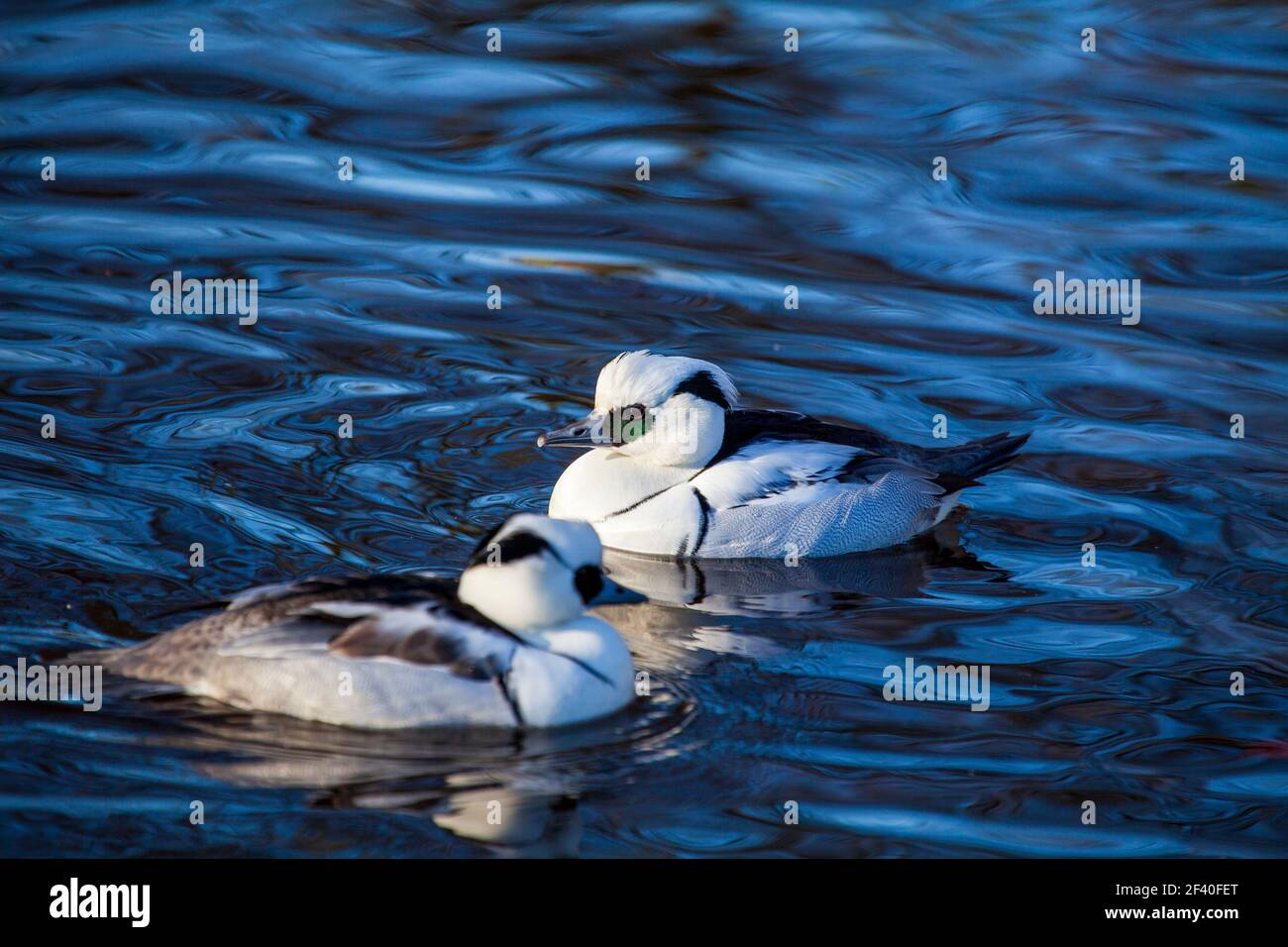 Male smew duck hi-res stock photography and images - Alamy