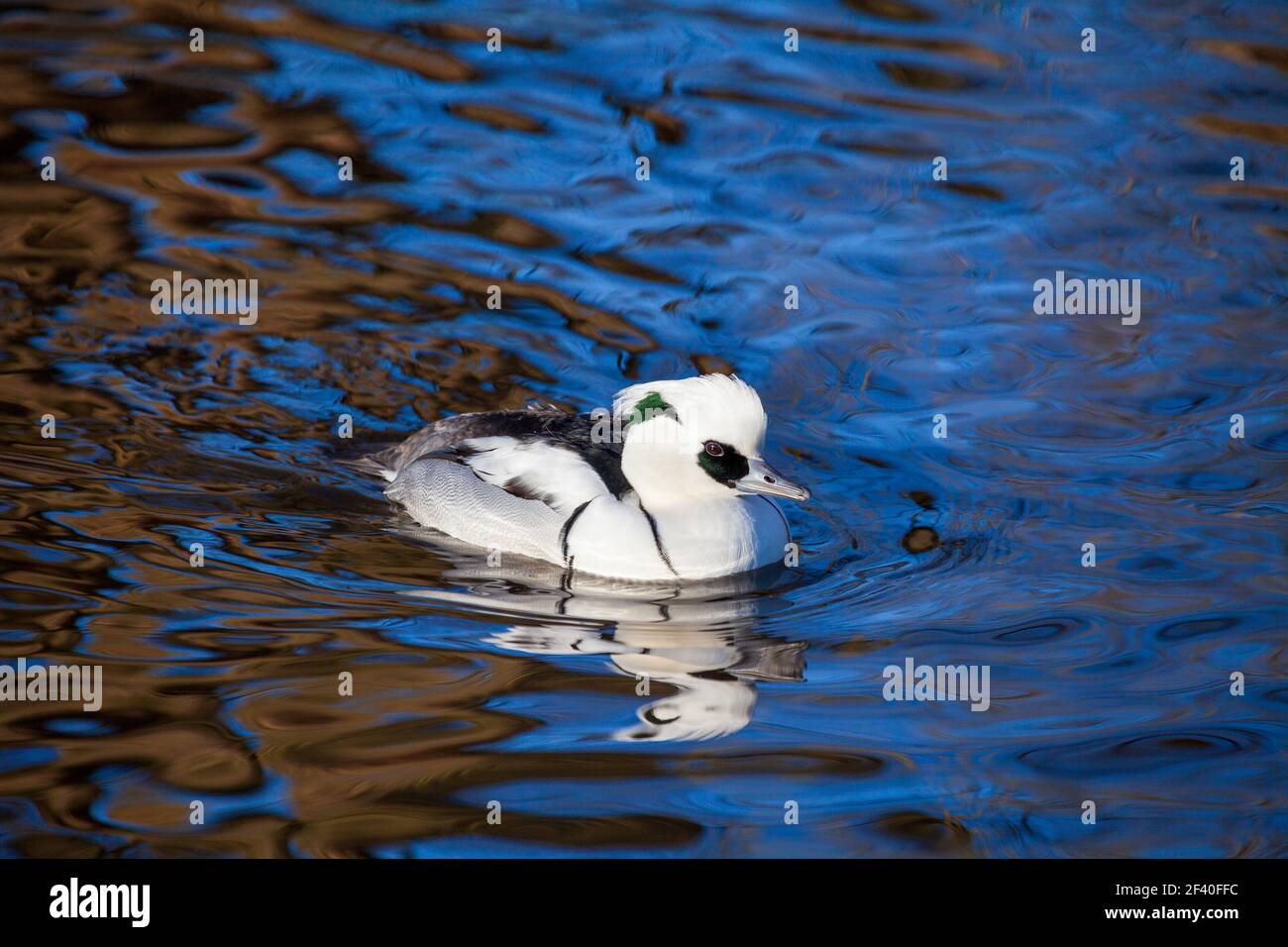 A male European Smew duck (Mergellus albellus), England Stock Photo - Alamy
