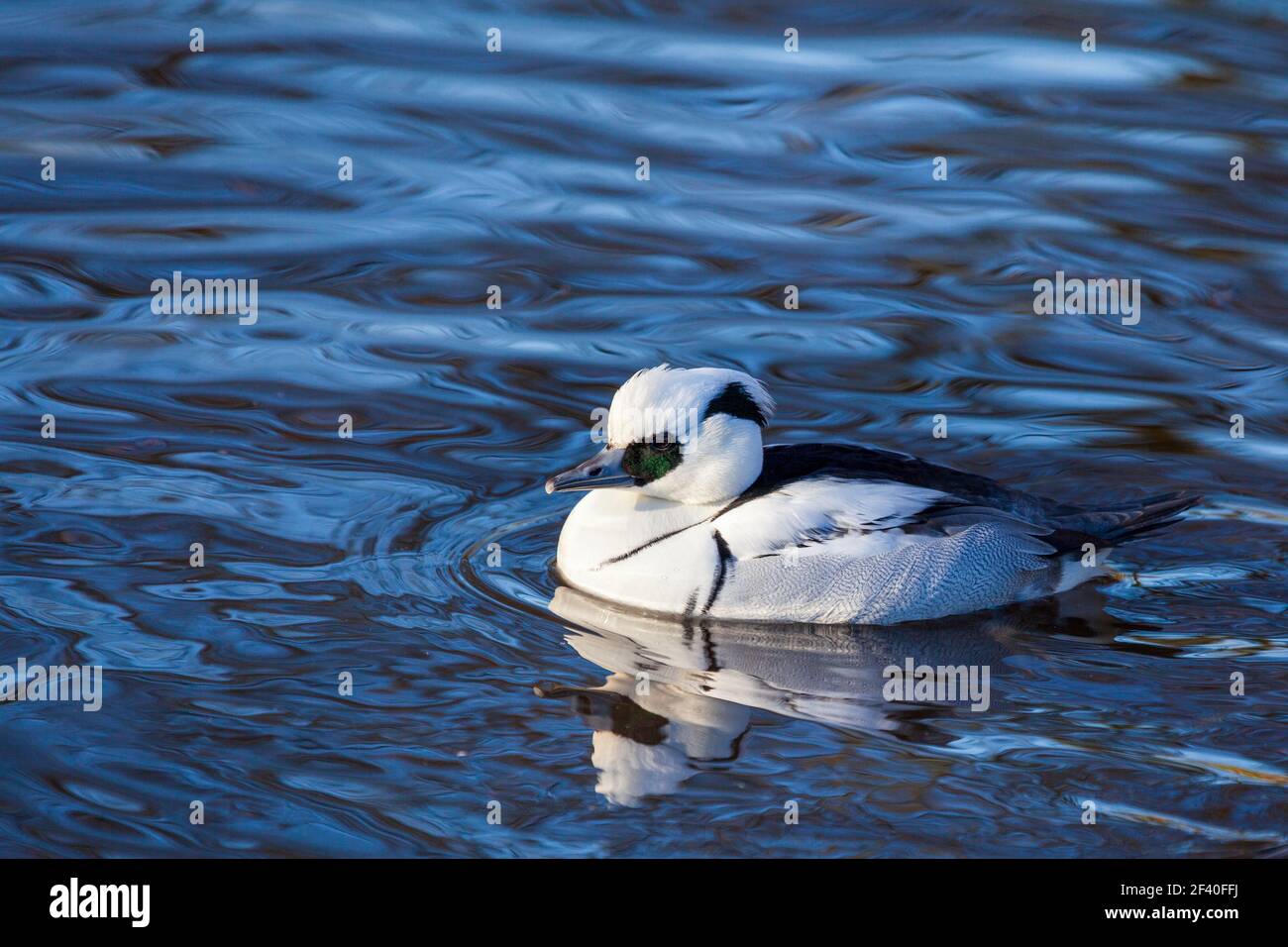 A male European Smew duck (Mergellus albellus), England Stock Photo - Alamy