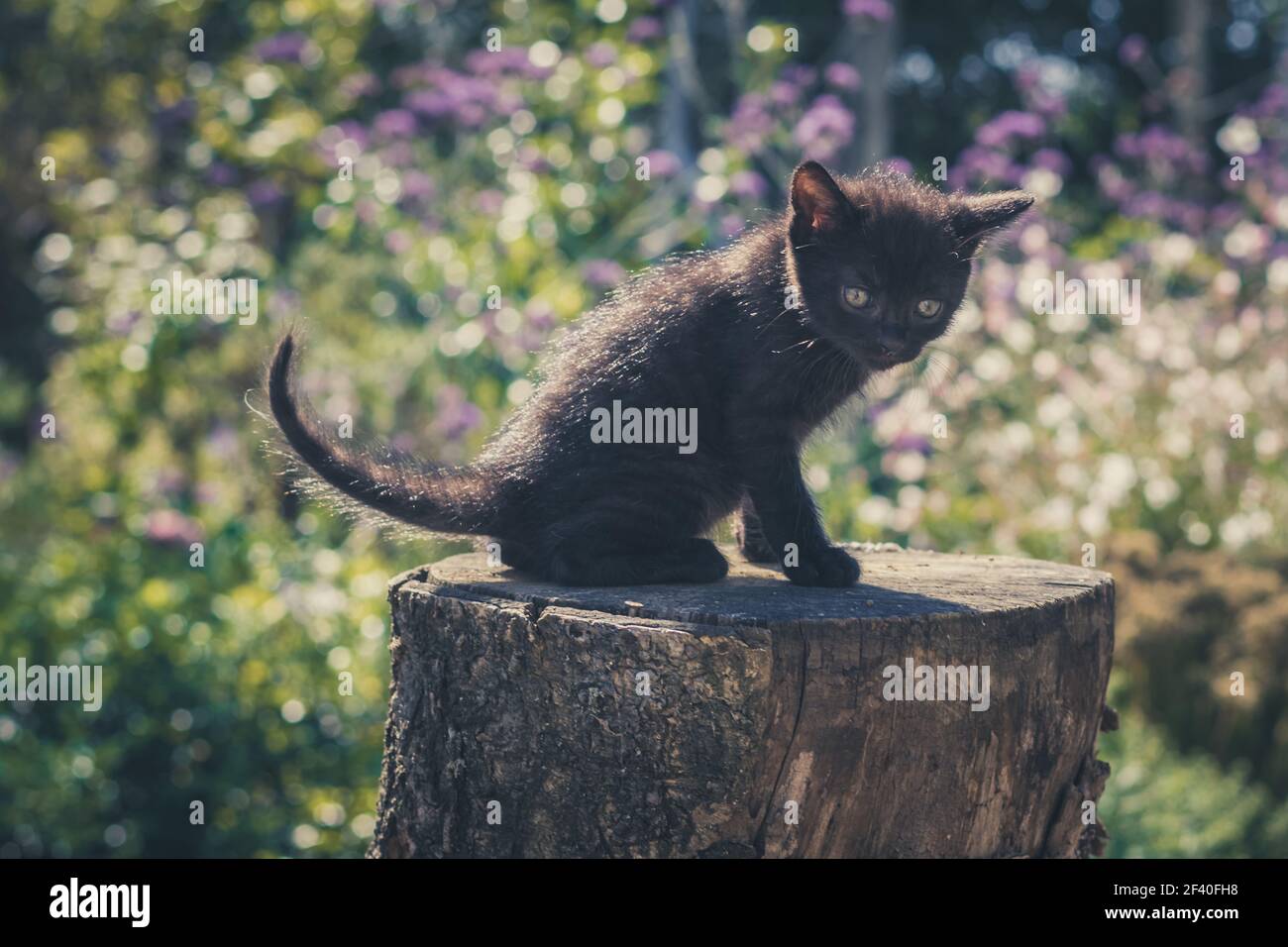 black cat, symbol of bad luck Stock Photo - Alamy