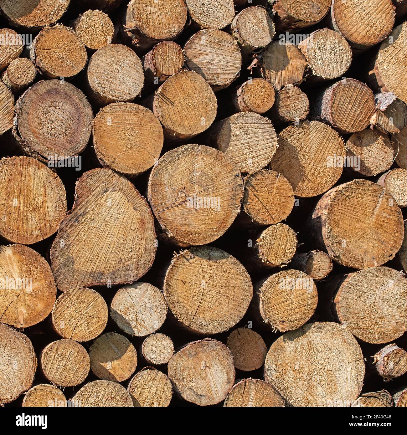 Spruce trunks hi-res stock photography and images - Alamy