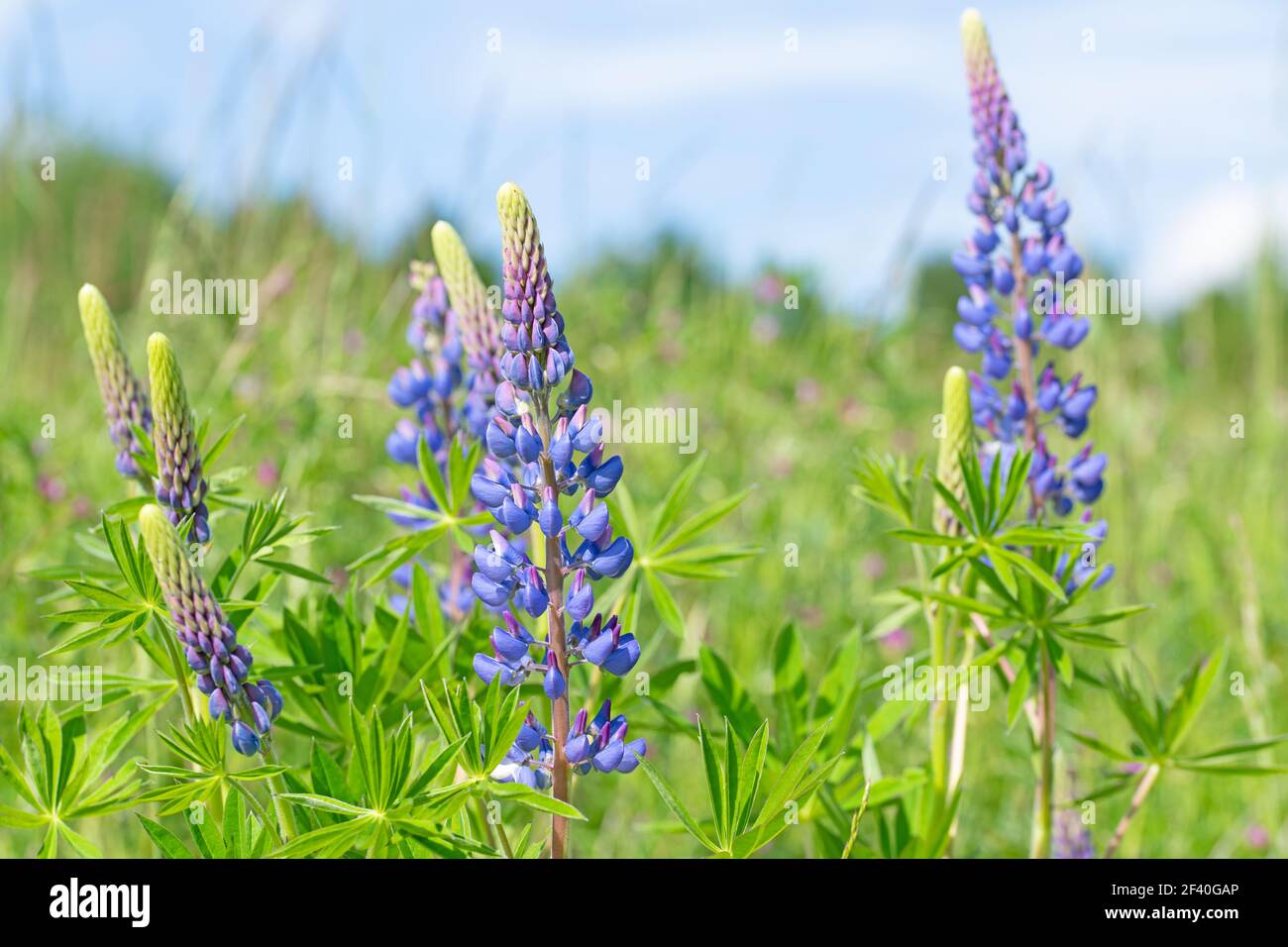 Flowering lupins, lupinus, in spring Stock Photo - Alamy