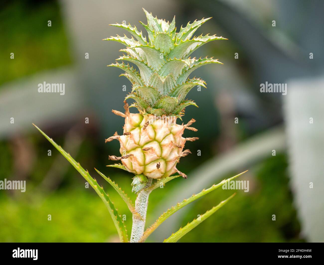 Little Pineapple Growing in the Green Garden Stock Photo - Alamy