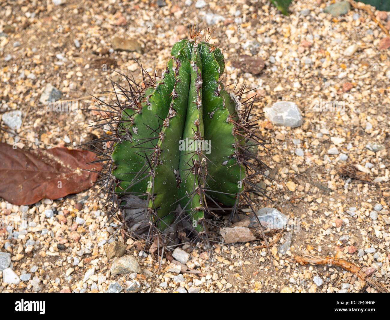 Monk’s hood cactus hi-res stock photography and images - Alamy