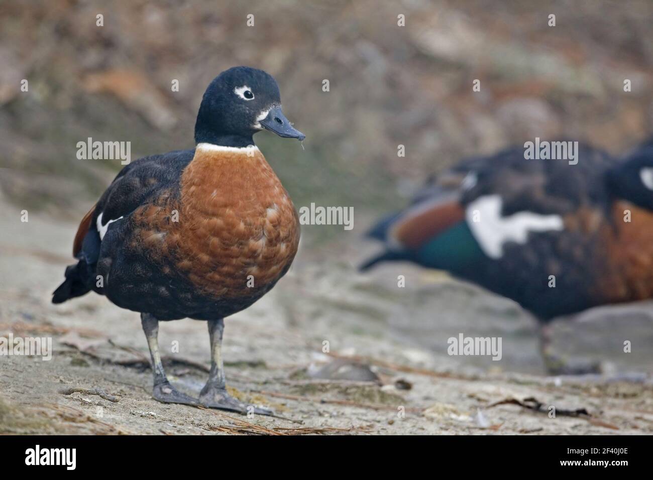 Common australian ducks hi-res stock photography and images - Alamy