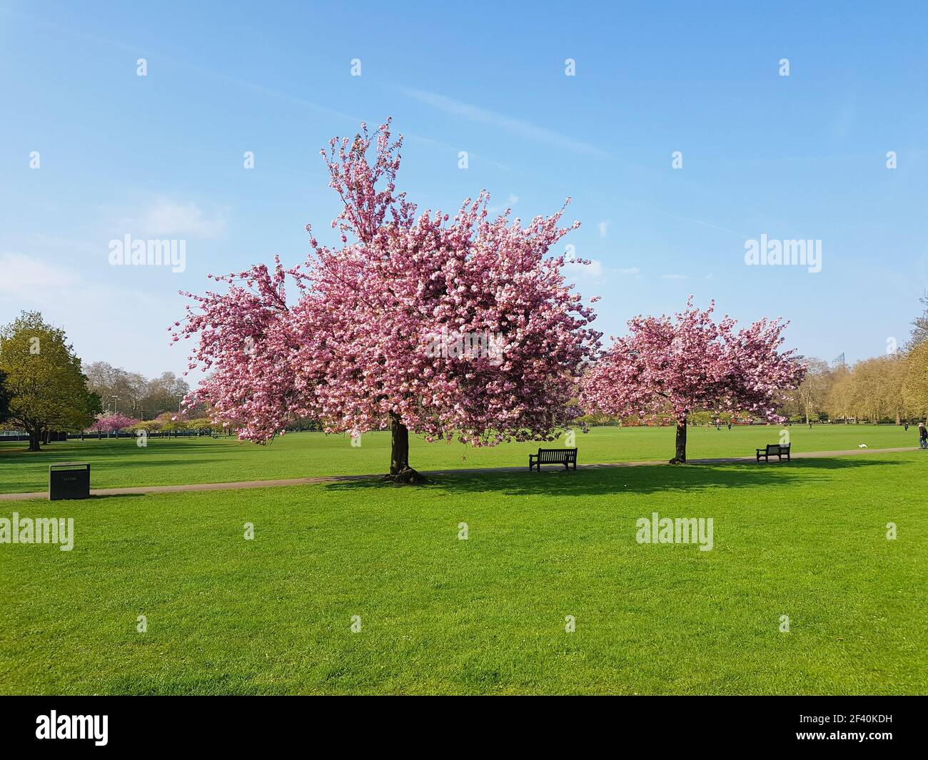 Trees with pink flowers in spring in Battersea park, London, UK. Trees ...