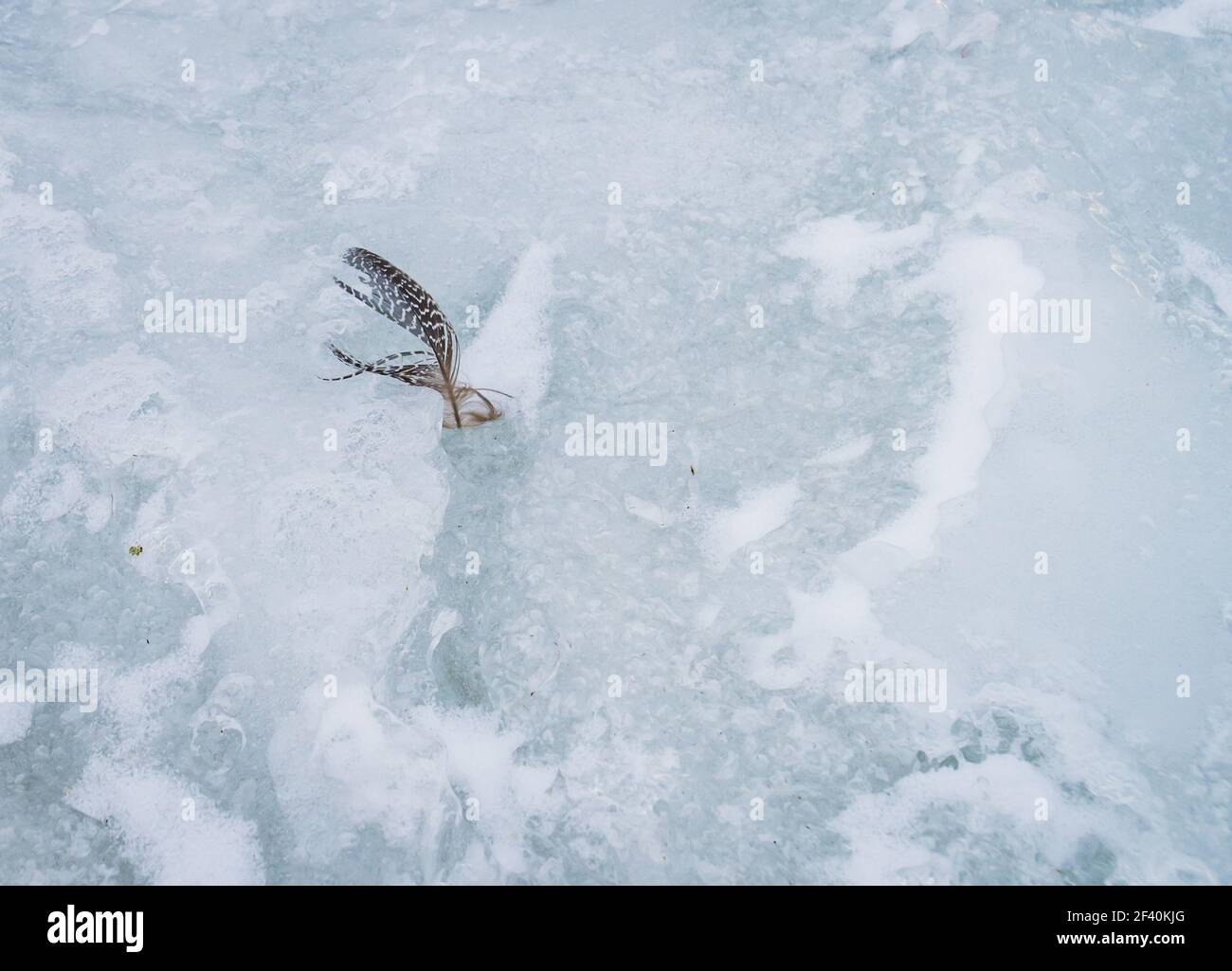 a single feather frozen in the lake ice Stock Photo - Alamy