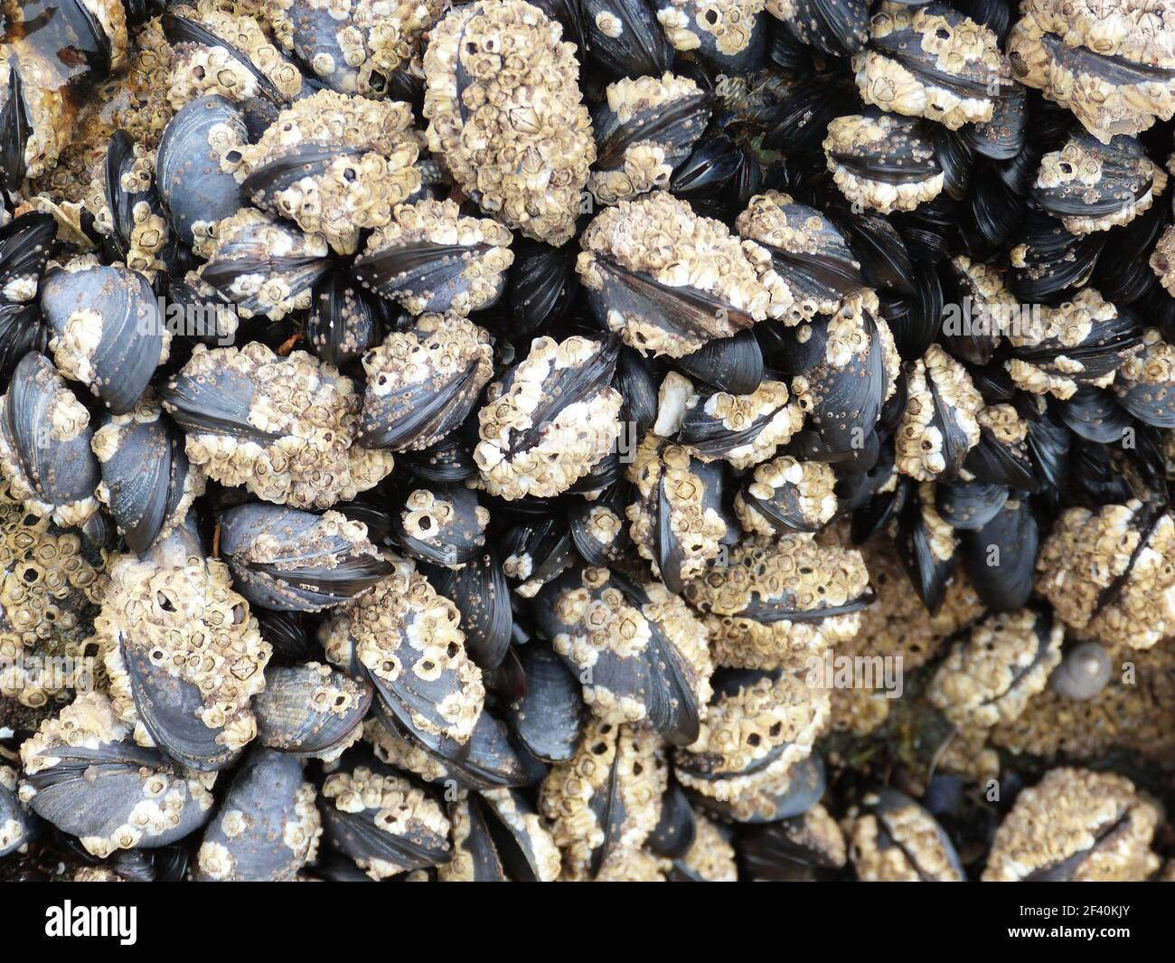 Black shells hi-res stock photography and images - Alamy