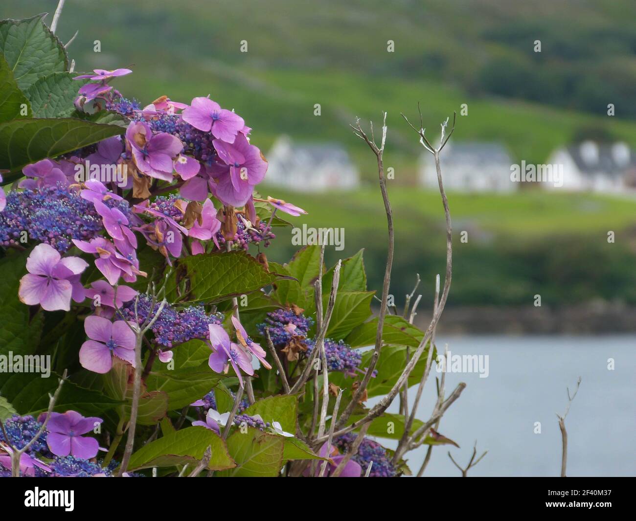Florist hydrangea macrophylla hi-res stock photography and images - Alamy
