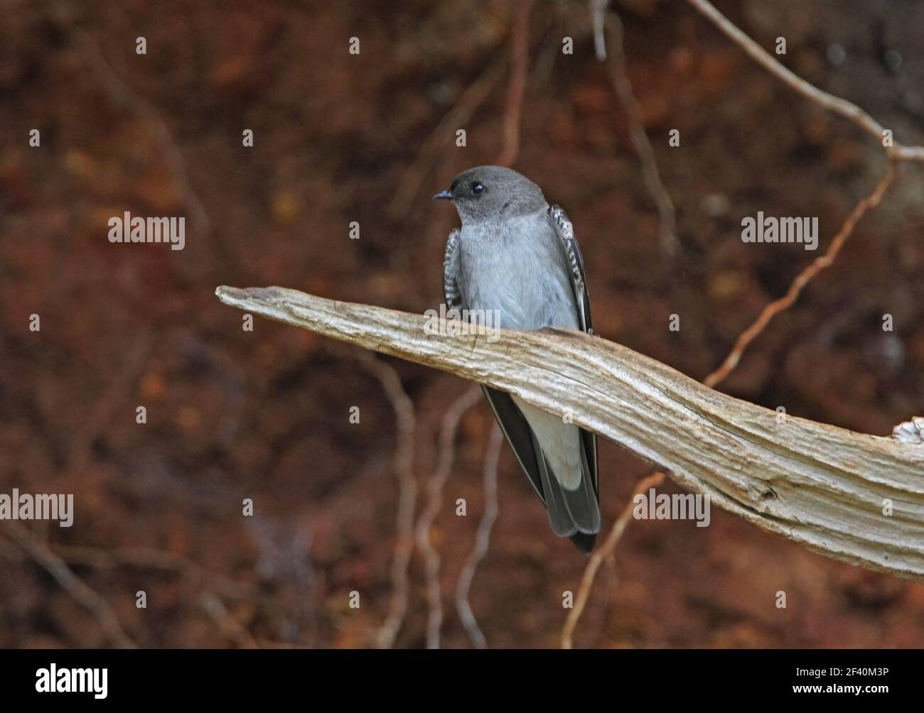 Plain martin riparia paludicola hi-res stock photography and images - Alamy