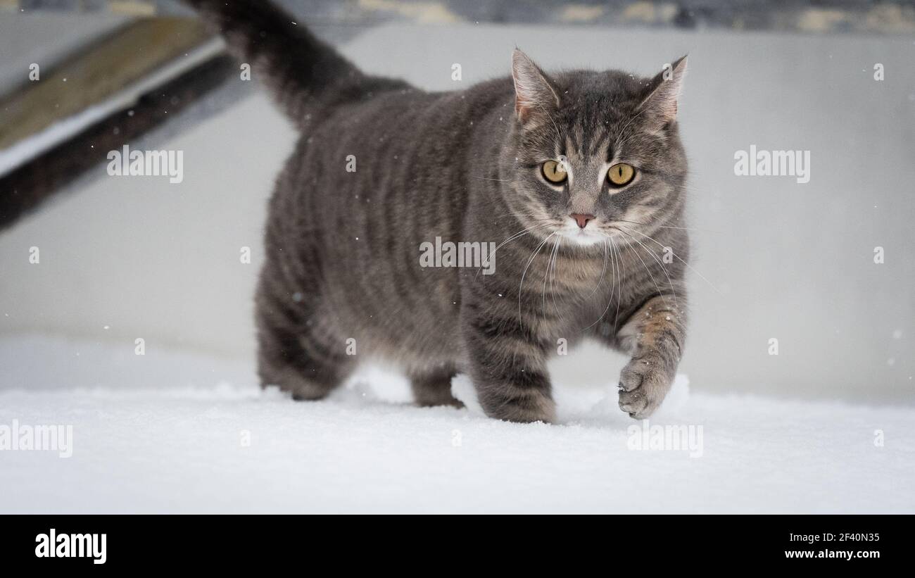 House cat in the snow with negative space Stock Photo - Alamy