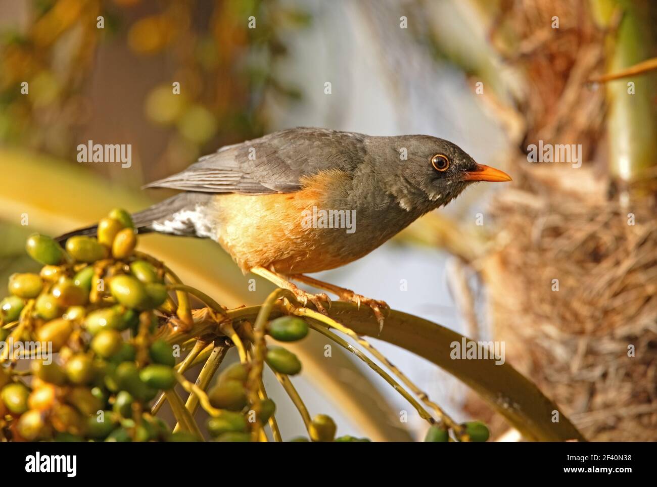 Abyssinian Thrush (Turdus abyssinicus abyssinicus) adult perched in ...