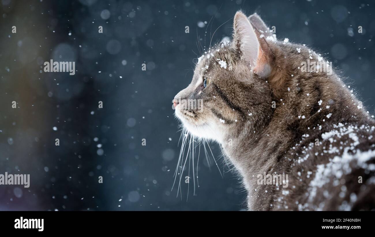 House cat in the snow with negative space Stock Photo - Alamy