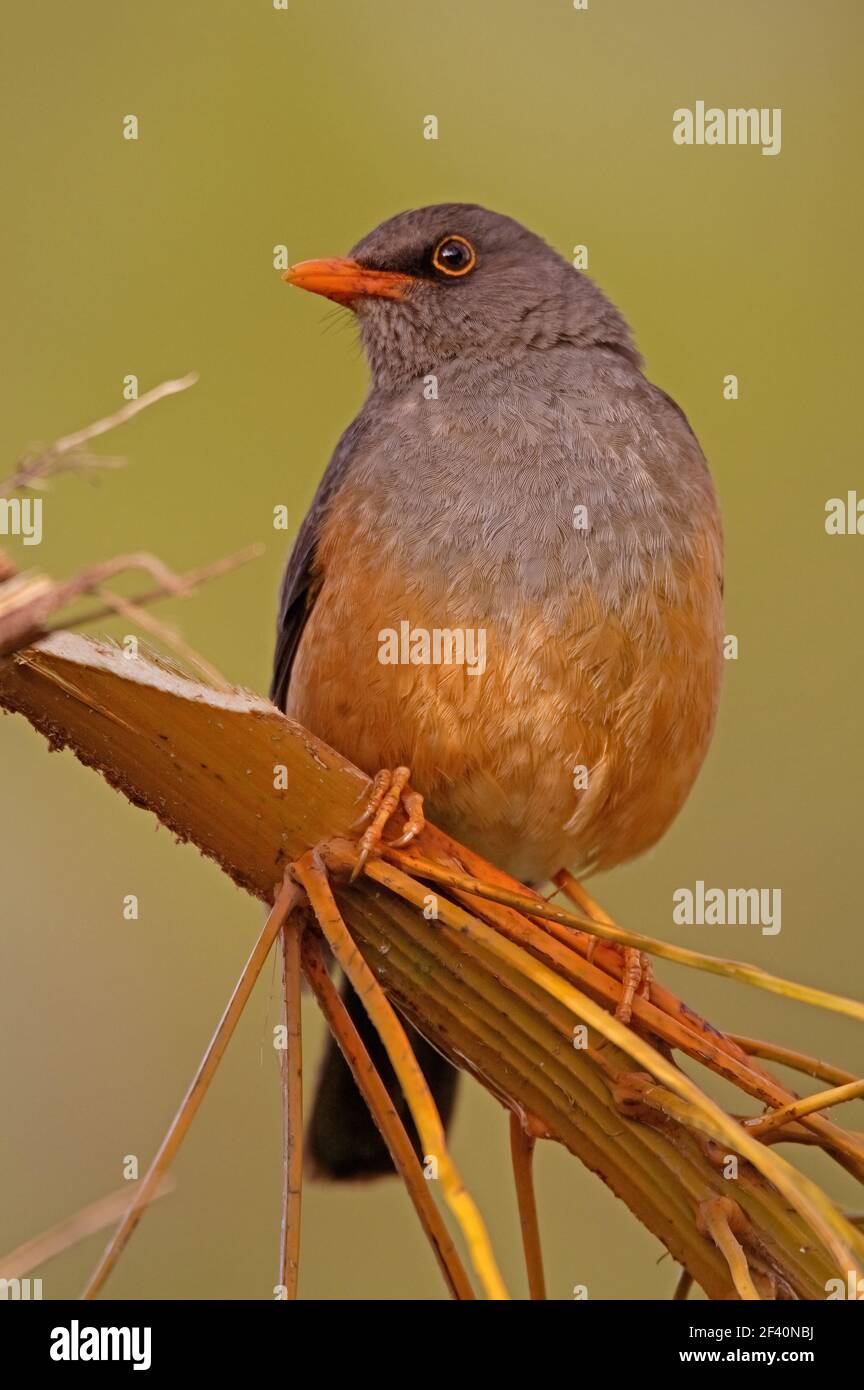 Abyssinian Thrush (Turdus abyssinicus abyssinicus) adult perched in ...
