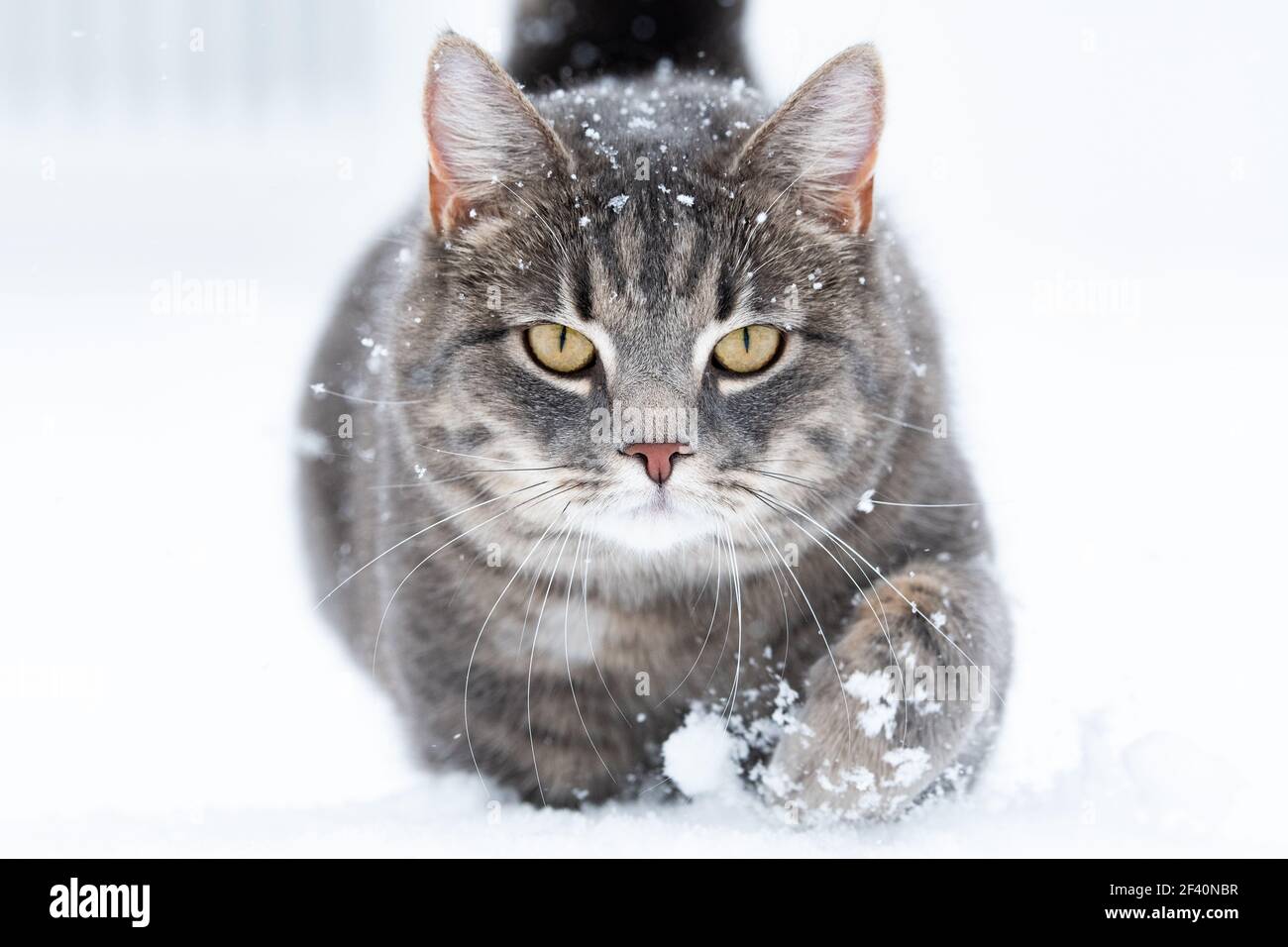 House cat in the snow with negative space Stock Photo - Alamy