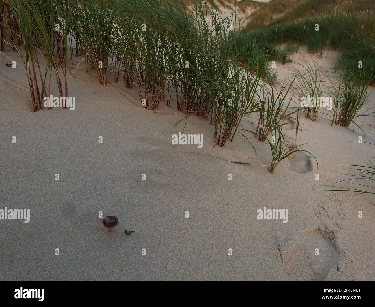 Fungi in sand dunes hi-res stock photography and images - Alamy
