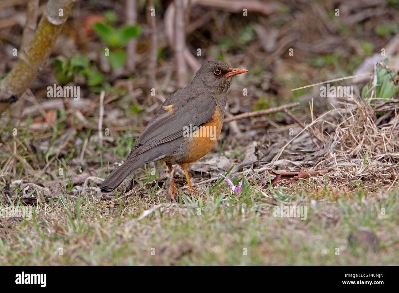 Abyssinian Thrush (Turdus abyssinicus abyssinicus) adult standing on ...