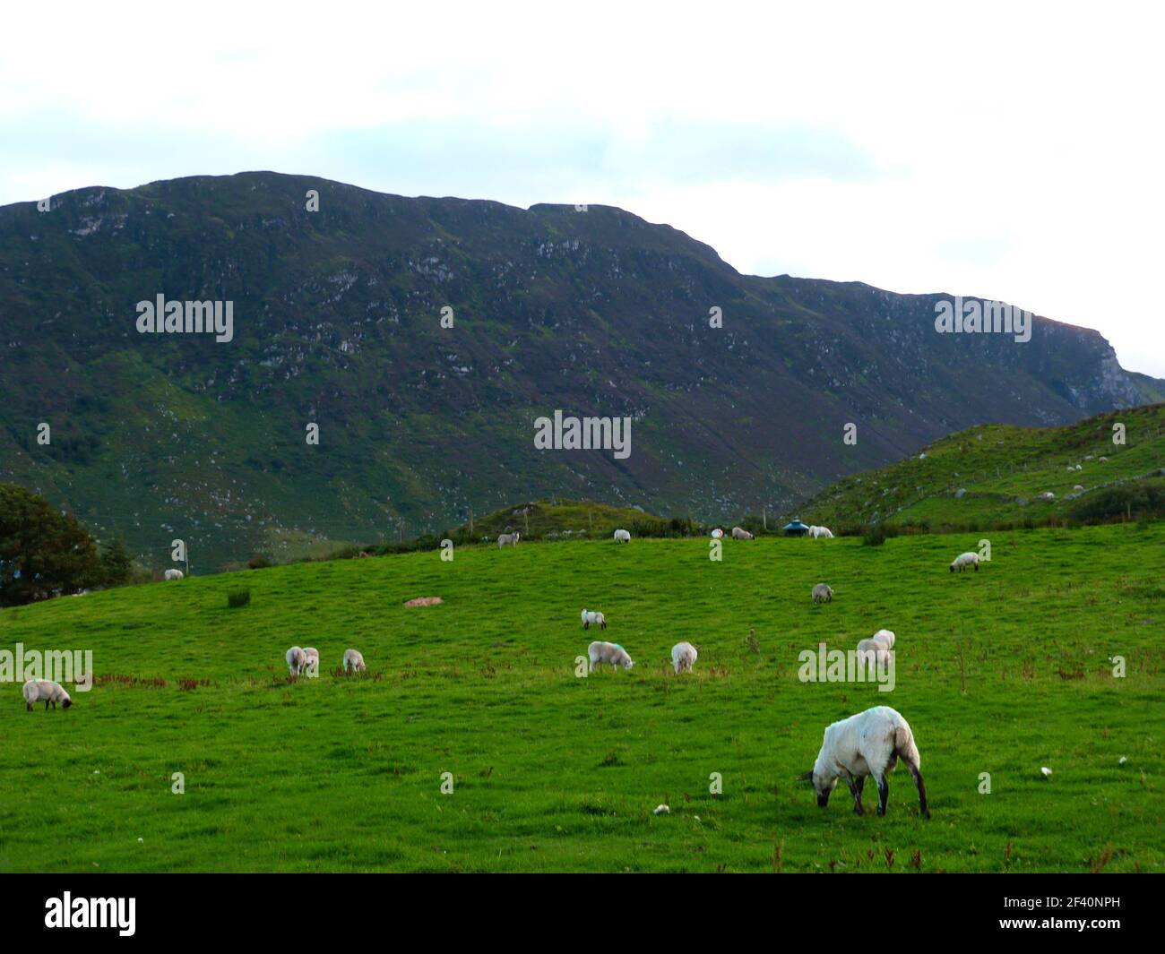 Green grass of ireland hi-res stock photography and images - Alamy