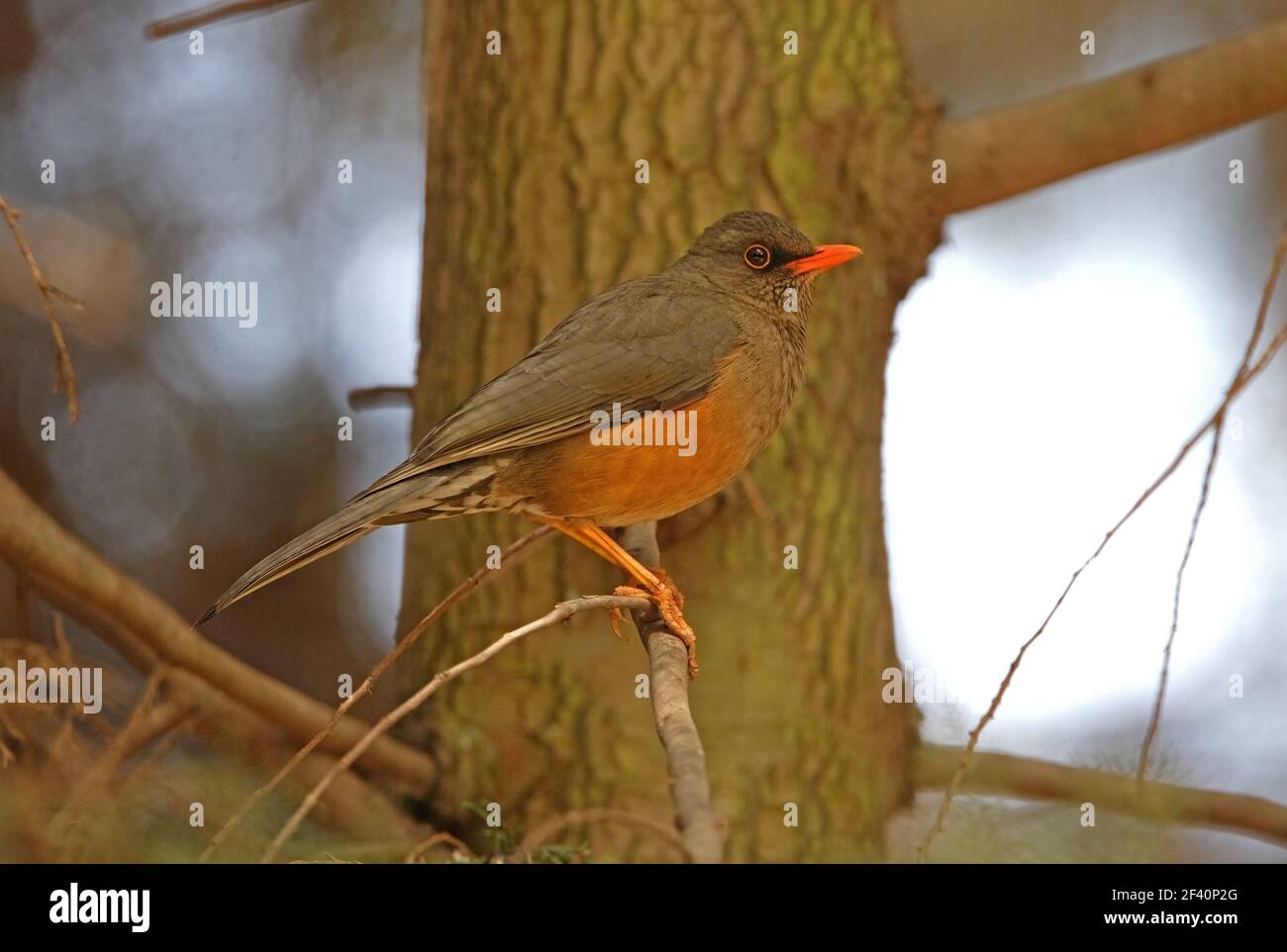 Ethiopian thrush hi-res stock photography and images - Alamy