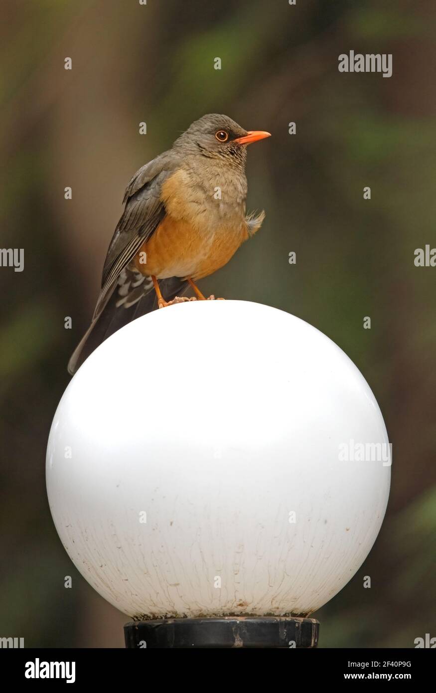 Ethiopian thrush hi-res stock photography and images - Alamy