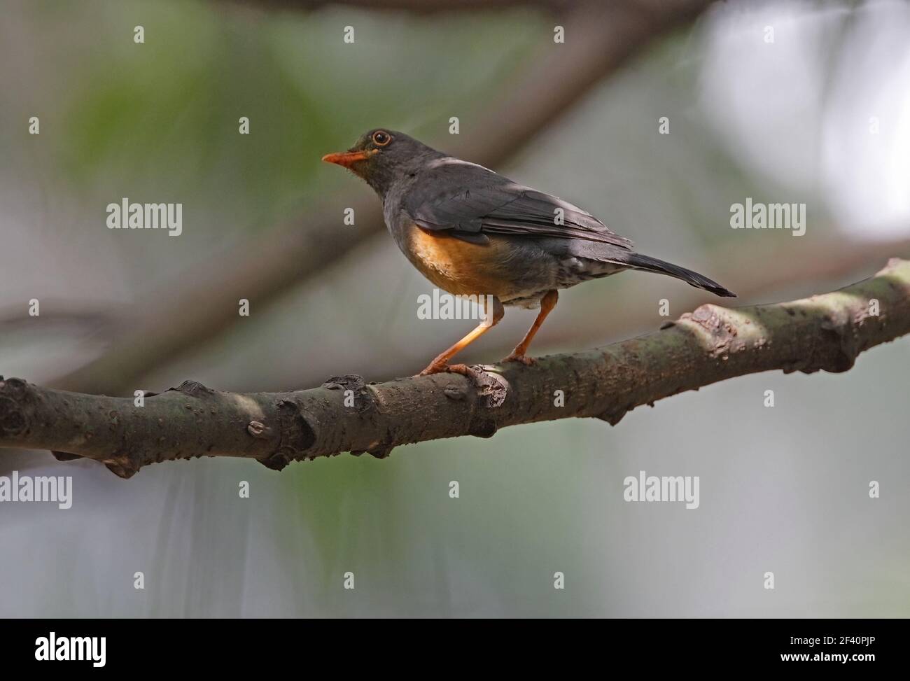 Turdus (olivaceus) abyssinicus hi-res stock photography and images - Alamy