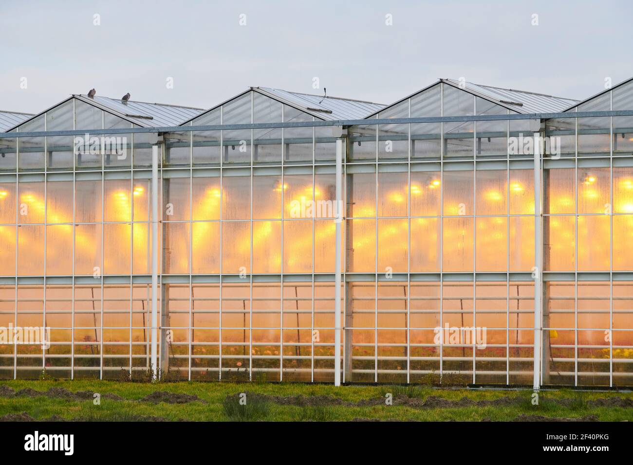 Dutch greenhouses hi-res stock photography and images - Alamy