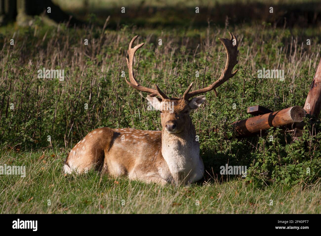 Male fallow deer hi-res stock photography and images - Alamy