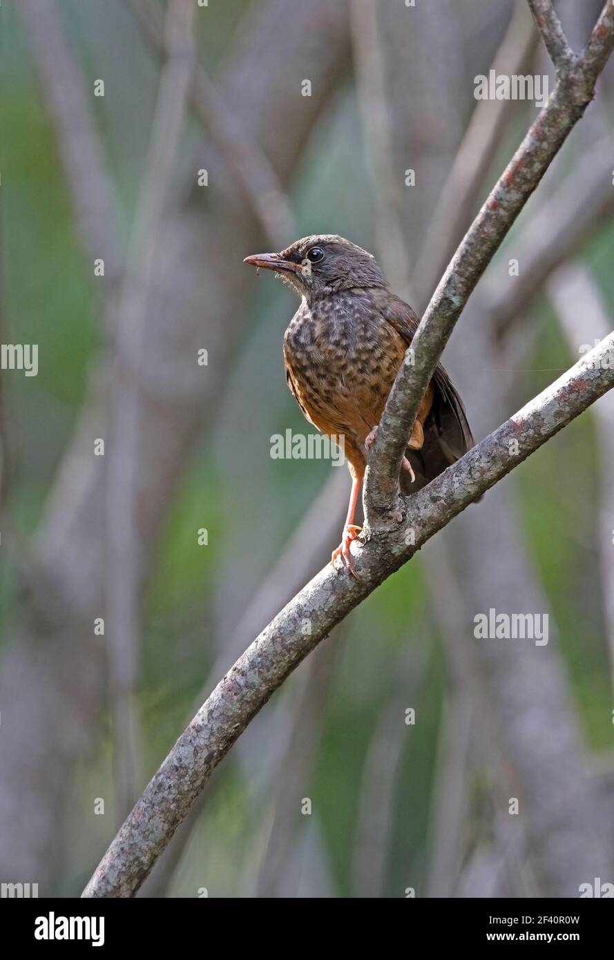 Turdus (olivaceus) abyssinicus hi-res stock photography and images - Alamy
