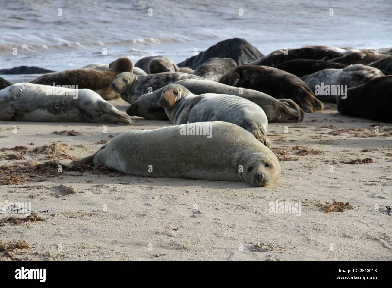 Grey seals on beach hi-res stock photography and images - Alamy