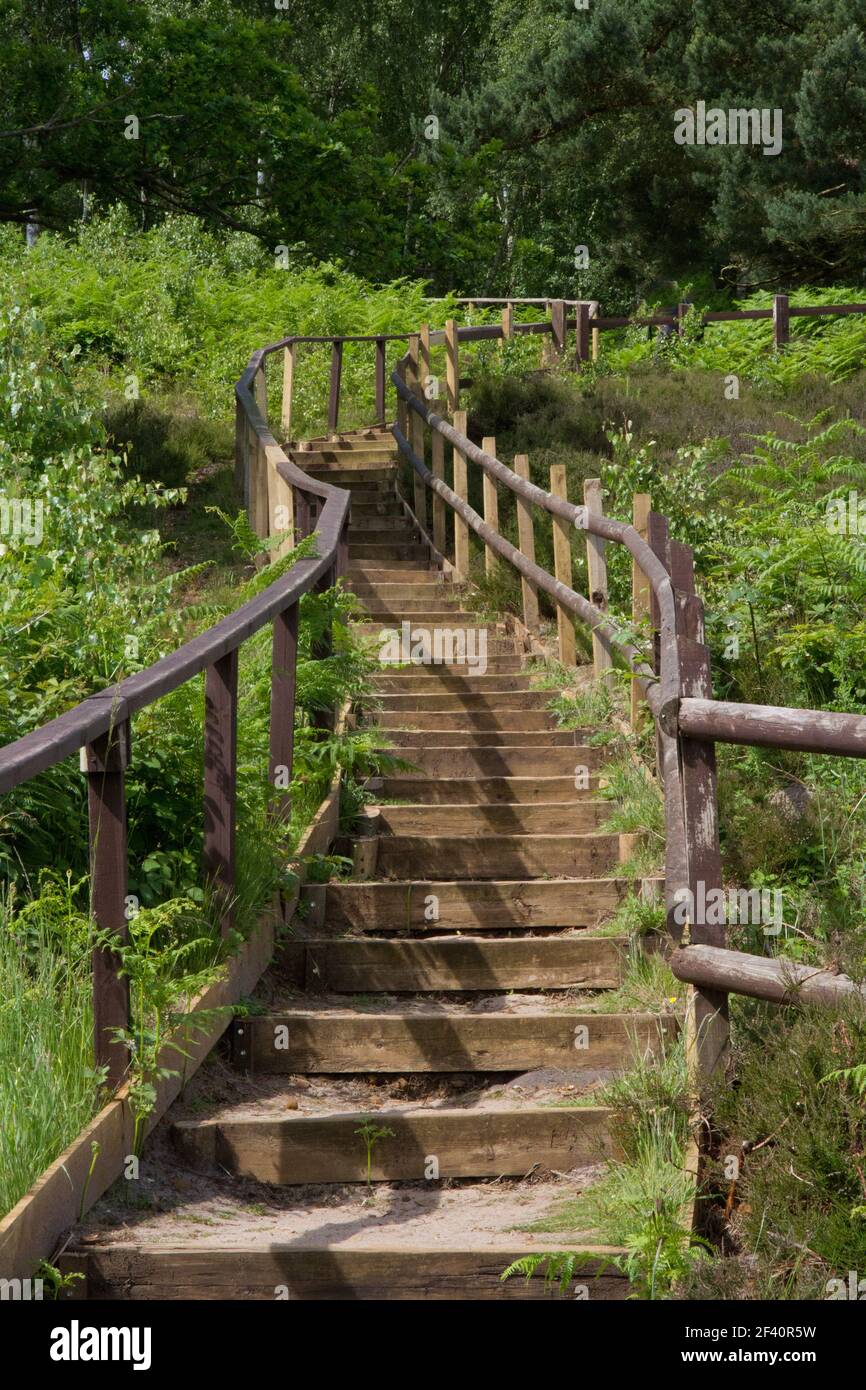 Woodland Wooden Steps High Resolution Stock Photography and Images - Alamy
