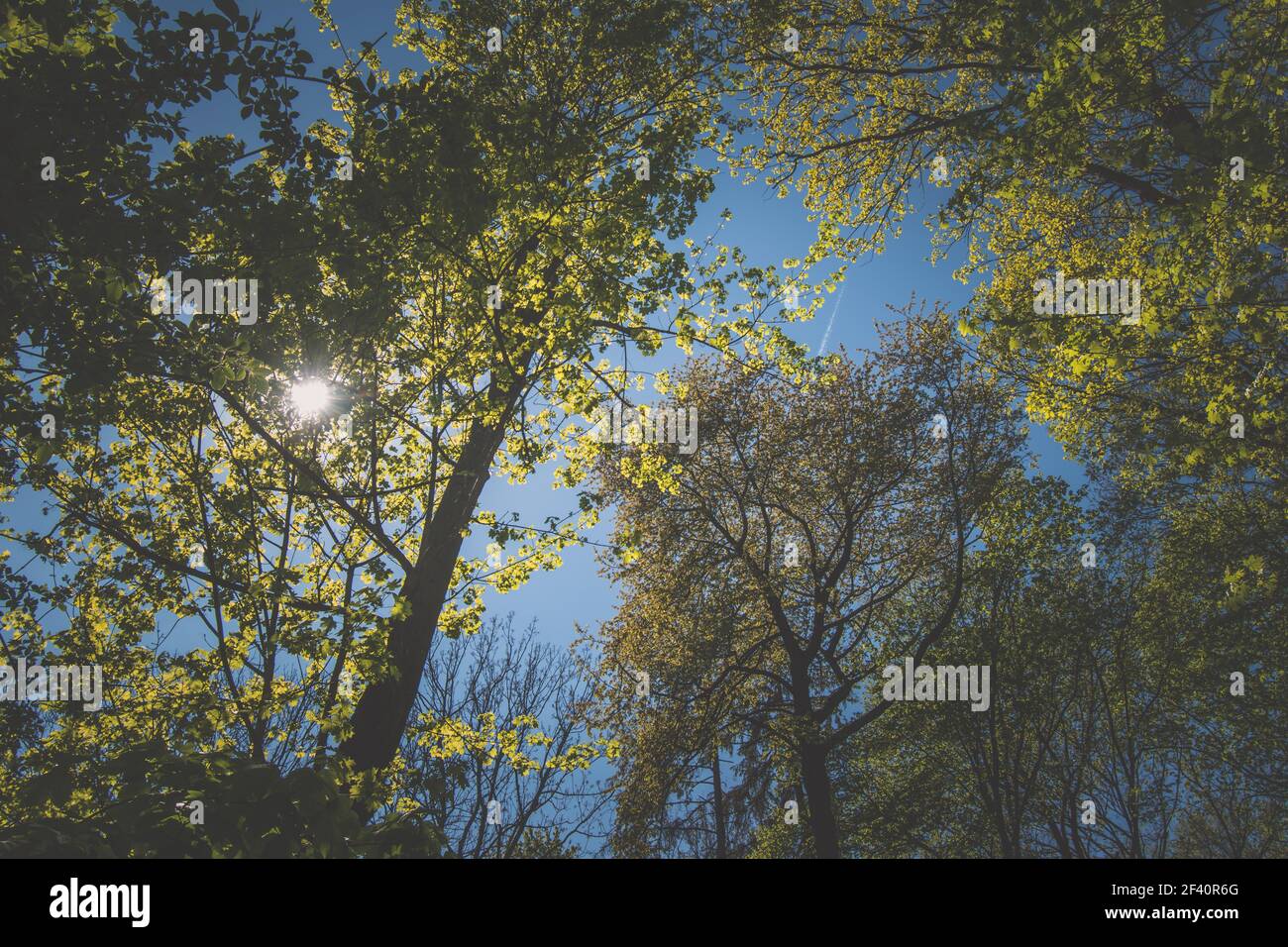 view to the top of spring green trees with sunbeam and blue sky Stock ...