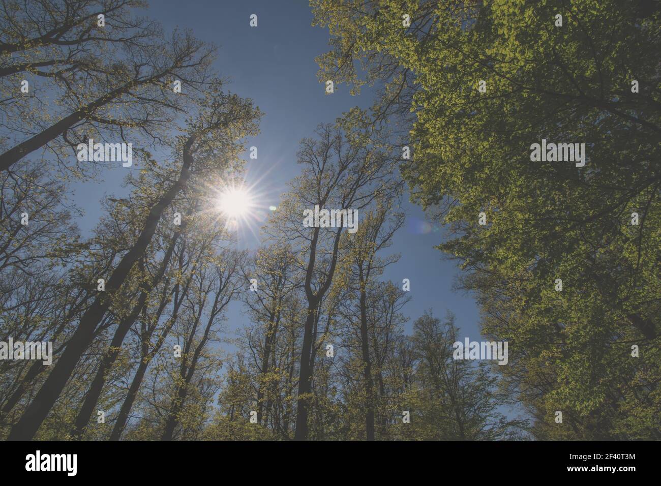 view to the top of spring green trees with sunbeam and blue sky Stock ...