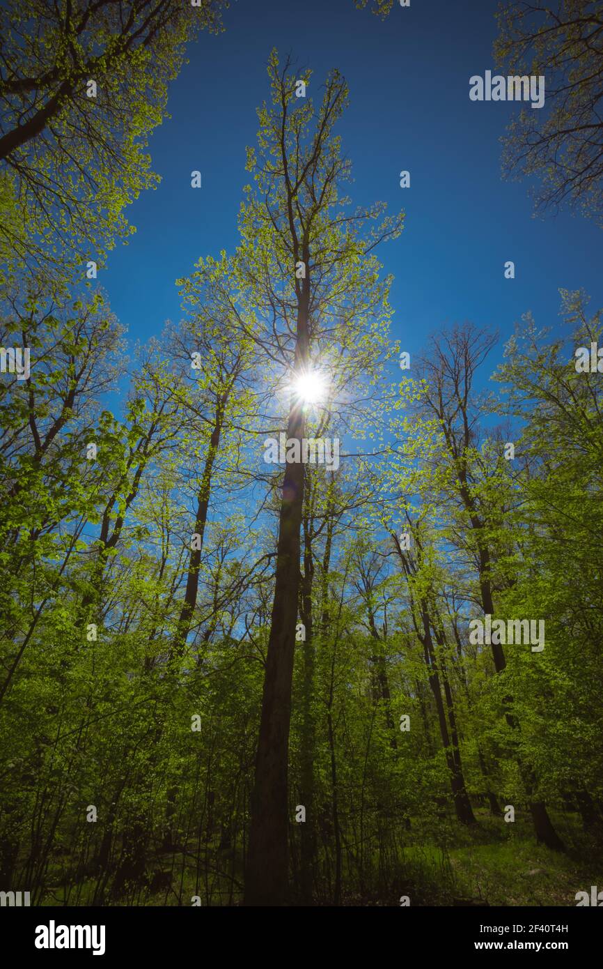view to the top of spring green trees with sunbeam and blue sky Stock ...