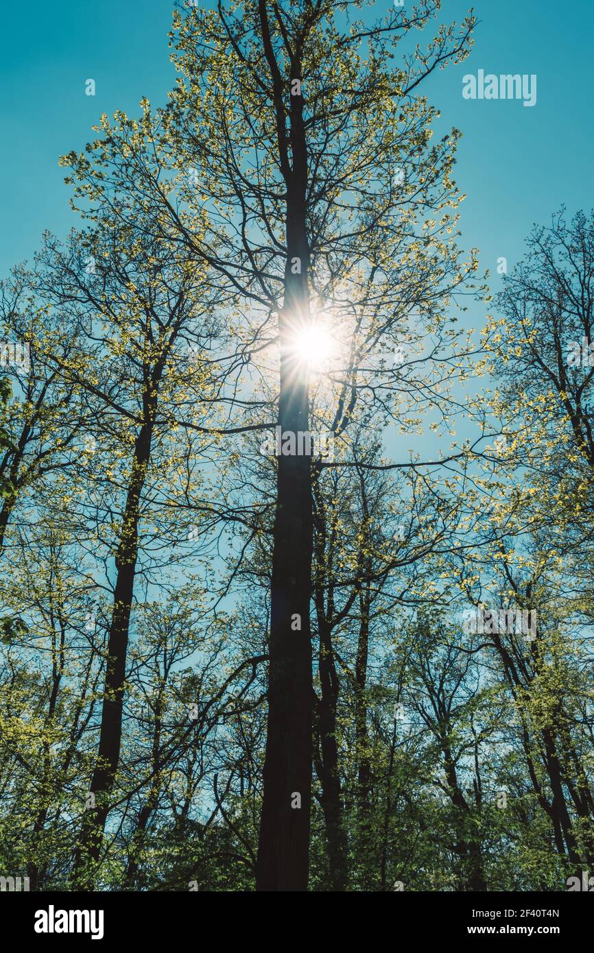 view to the top of spring green trees with sunbeam and blue sky Stock ...