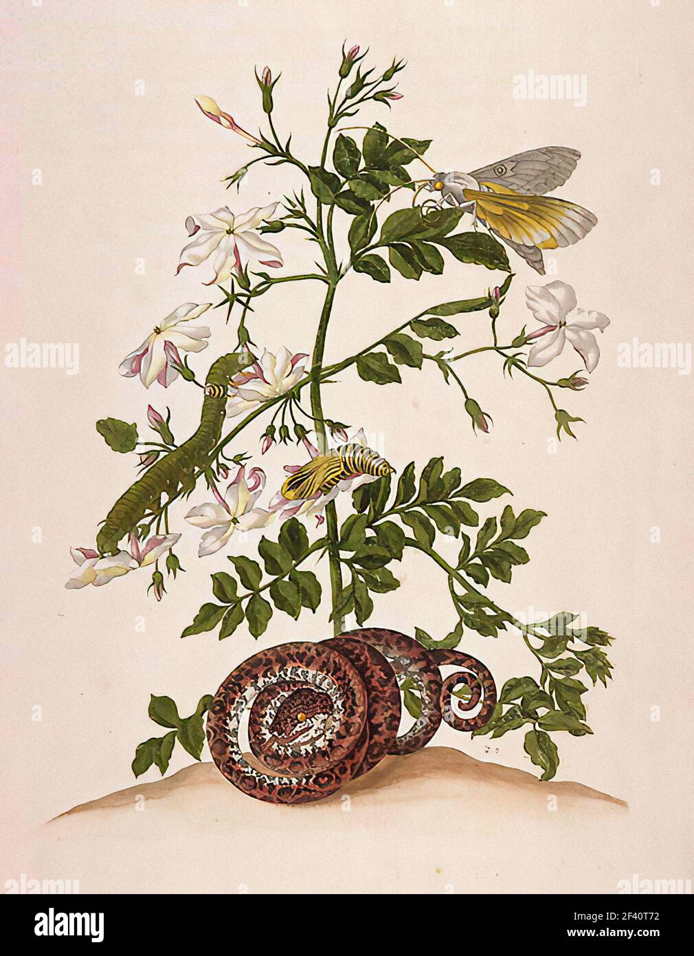 Maria sibylla merian suriname hi-res stock photography and images - Alamy