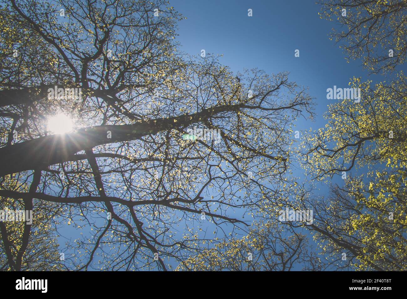 view to the top of spring green trees with sunbeam and blue sky Stock ...