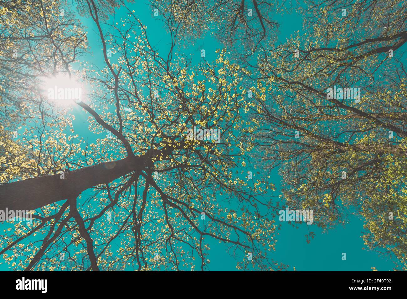 view to the top of spring green trees with sunbeam and blue sky Stock ...