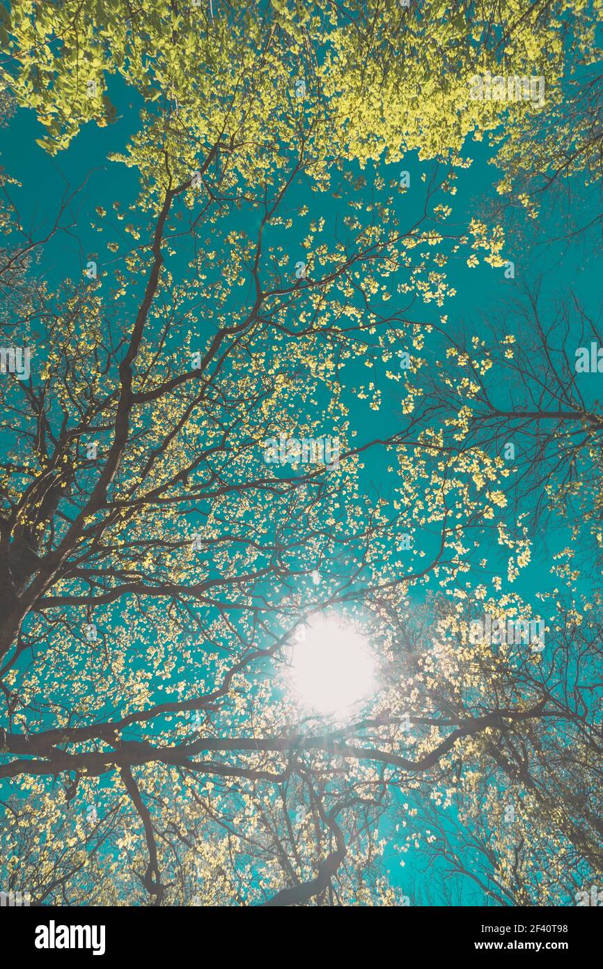 view to the top of spring green trees with sunbeam and blue sky Stock ...