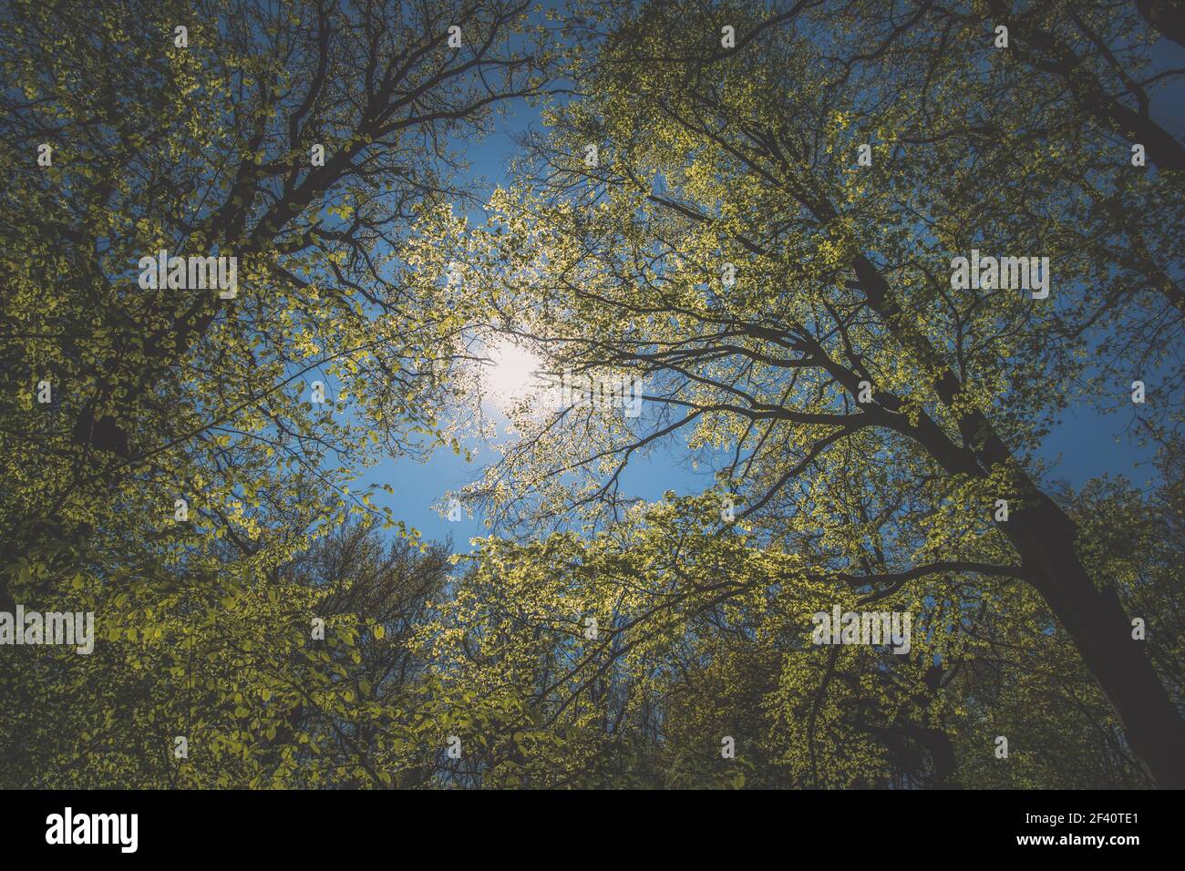 view to the top of spring green trees with sunbeam and blue sky Stock ...