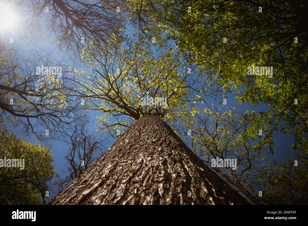 view to the top of spring green trees with sunbeam and blue sky Stock ...